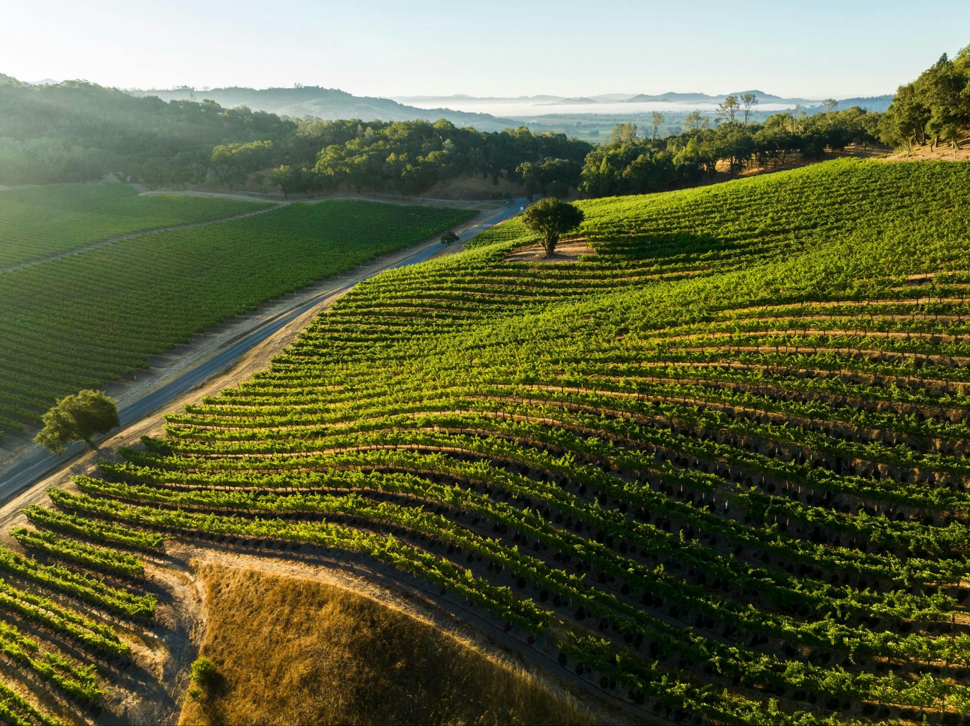 Pahlmeyer Jayson Chardonnay @ Best $ + More